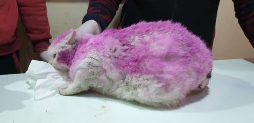 Sweet Pregnant Cat Found With Purple Dyed Fur Escapes Certain Death ...
