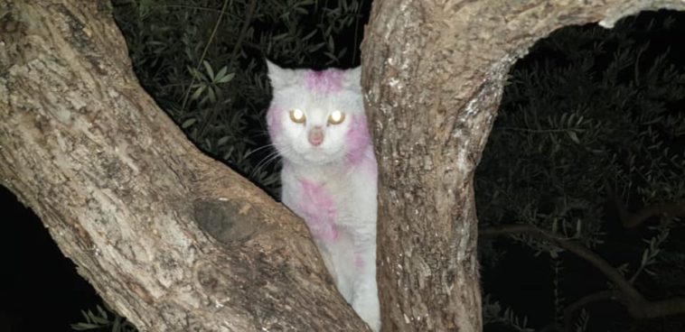 Sweet Pregnant Cat Found With Purple Dyed Fur Escapes Certain Death ...