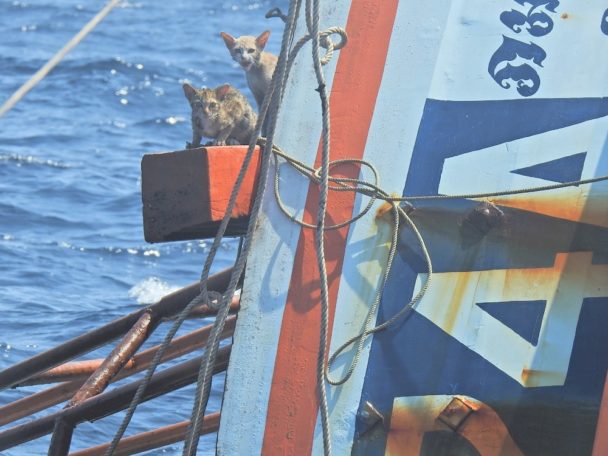 Four Cats Saved From Sinking Ship By Thai Navy In Daring Rescue - Cole ...