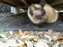 Abandoned Siamese Polydactyl Cat Has Paws As Big As His Heart! - Cole ...