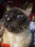 Abandoned Siamese Polydactyl Cat Has Paws As Big As His Heart! - Cole ...