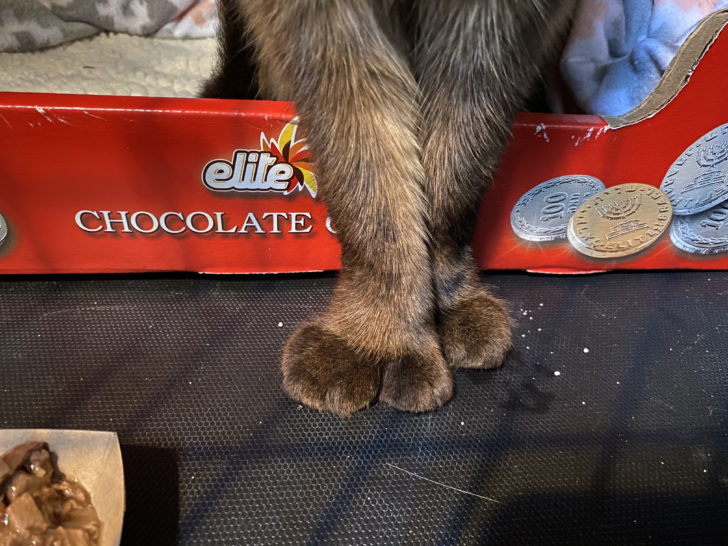 Abandoned Siamese Polydactyl Cat Has Paws As Big As His Heart! - Cole ...