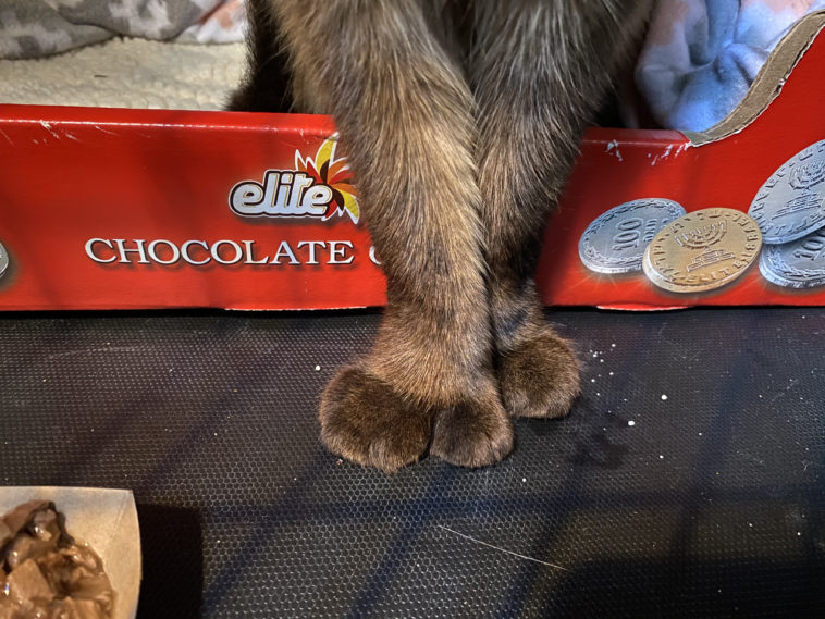 Abandoned Siamese Polydactyl Cat Has Paws As Big As His Heart! - Cole ...