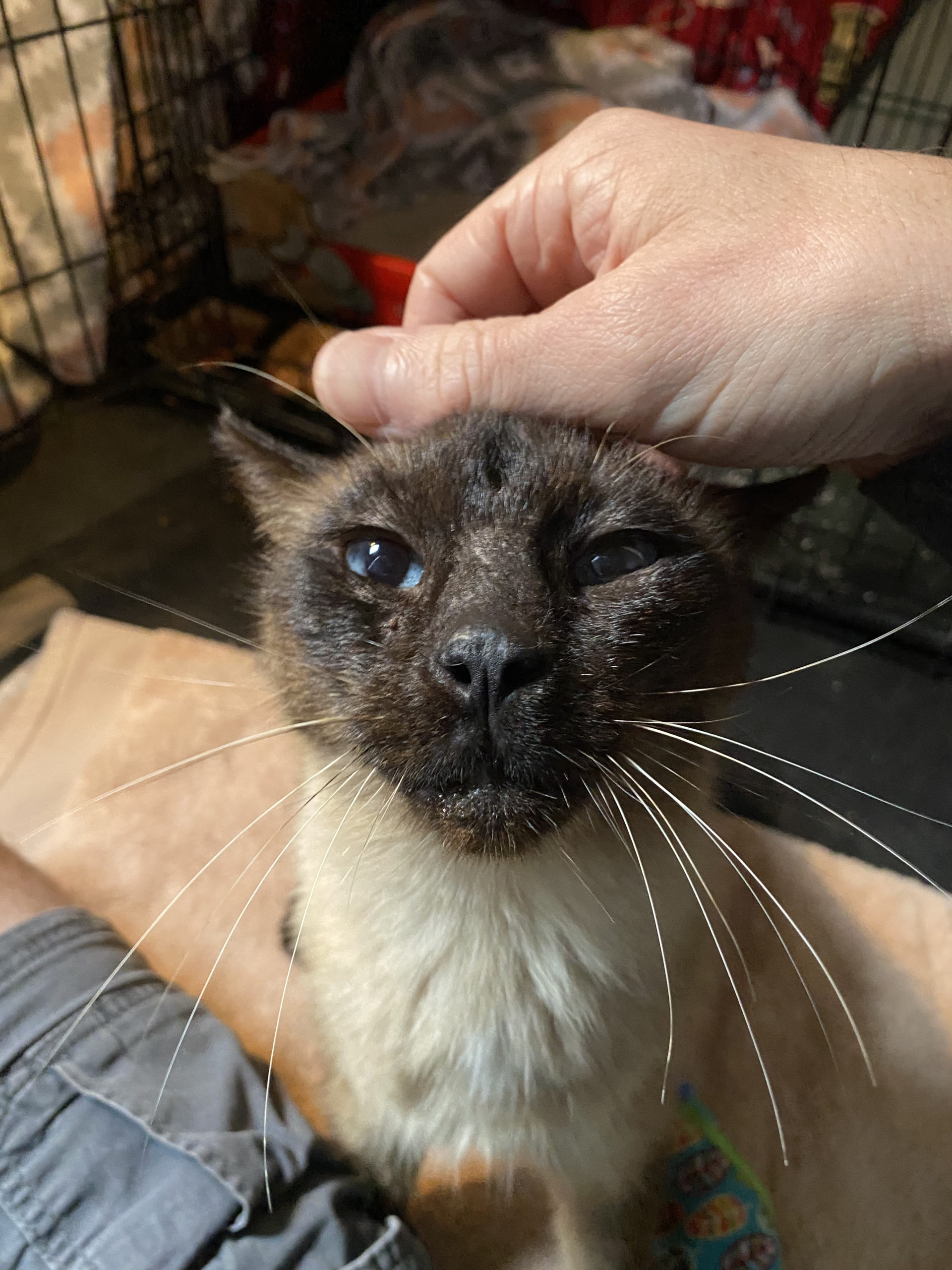 Abandoned Siamese Polydactyl Cat Has Paws As Big As His Heart! - Cole ...