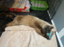 Abandoned Siamese Polydactyl Cat Has Paws As Big As His Heart! - Cole ...