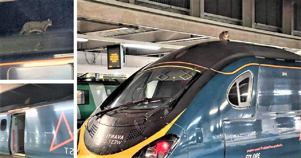 Stray Cat Perched Atop High Speed Train Delays Passengers - Cole ...