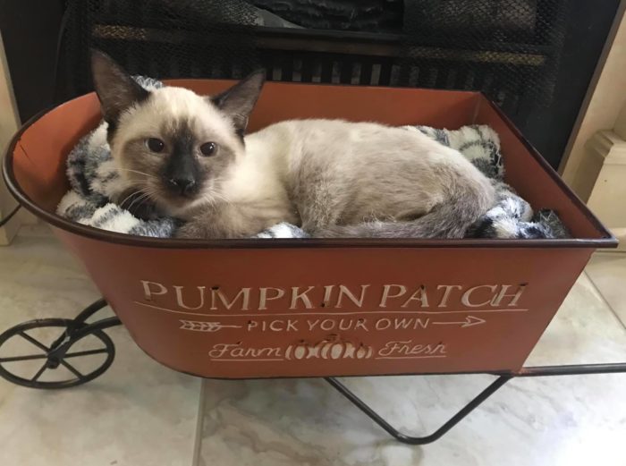 The Land Of The Stray Siamese Cats; An 8 Month Trapping Crusade ...