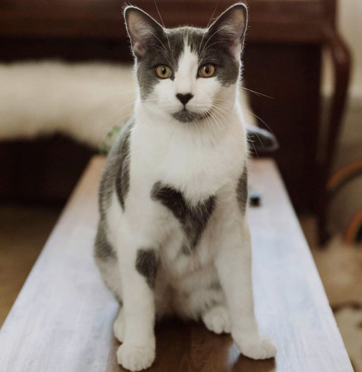 Kitten Covered In Hearts Helps Heal Family After The Loss Of Their Cat ...