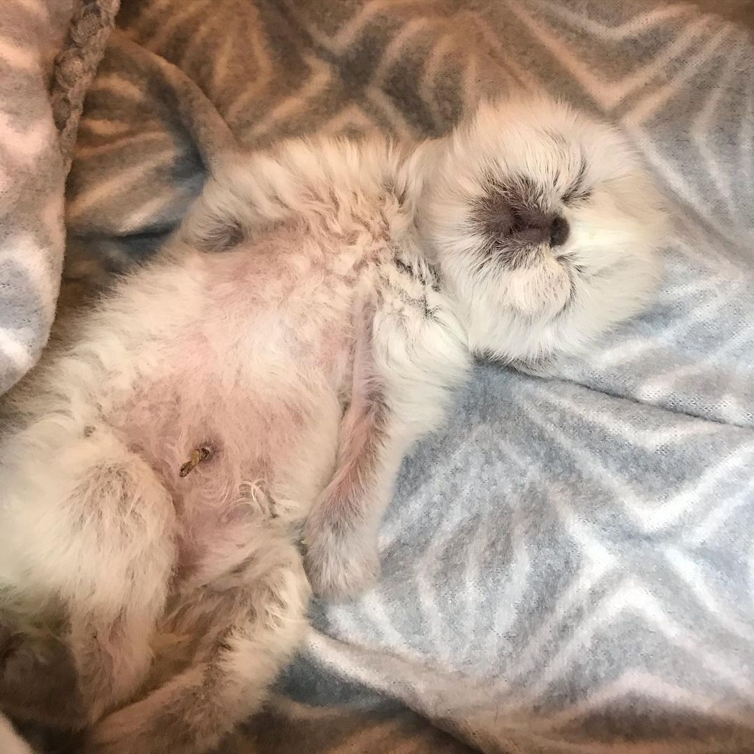 Kitten May Have Grumpy Grandpa Face, But He Is Happily Winning His ...