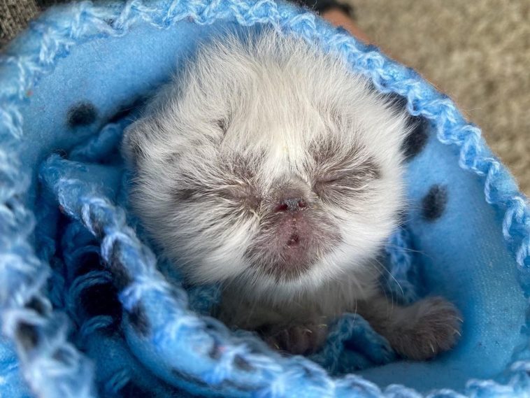 Kitten May Have Grumpy Grandpa Face, But He Is Happily Winning His ...