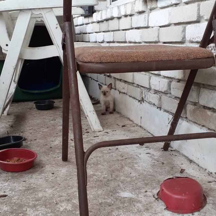 The Land Of The Stray Siamese Cats; An 8 Month Trapping Crusade ...