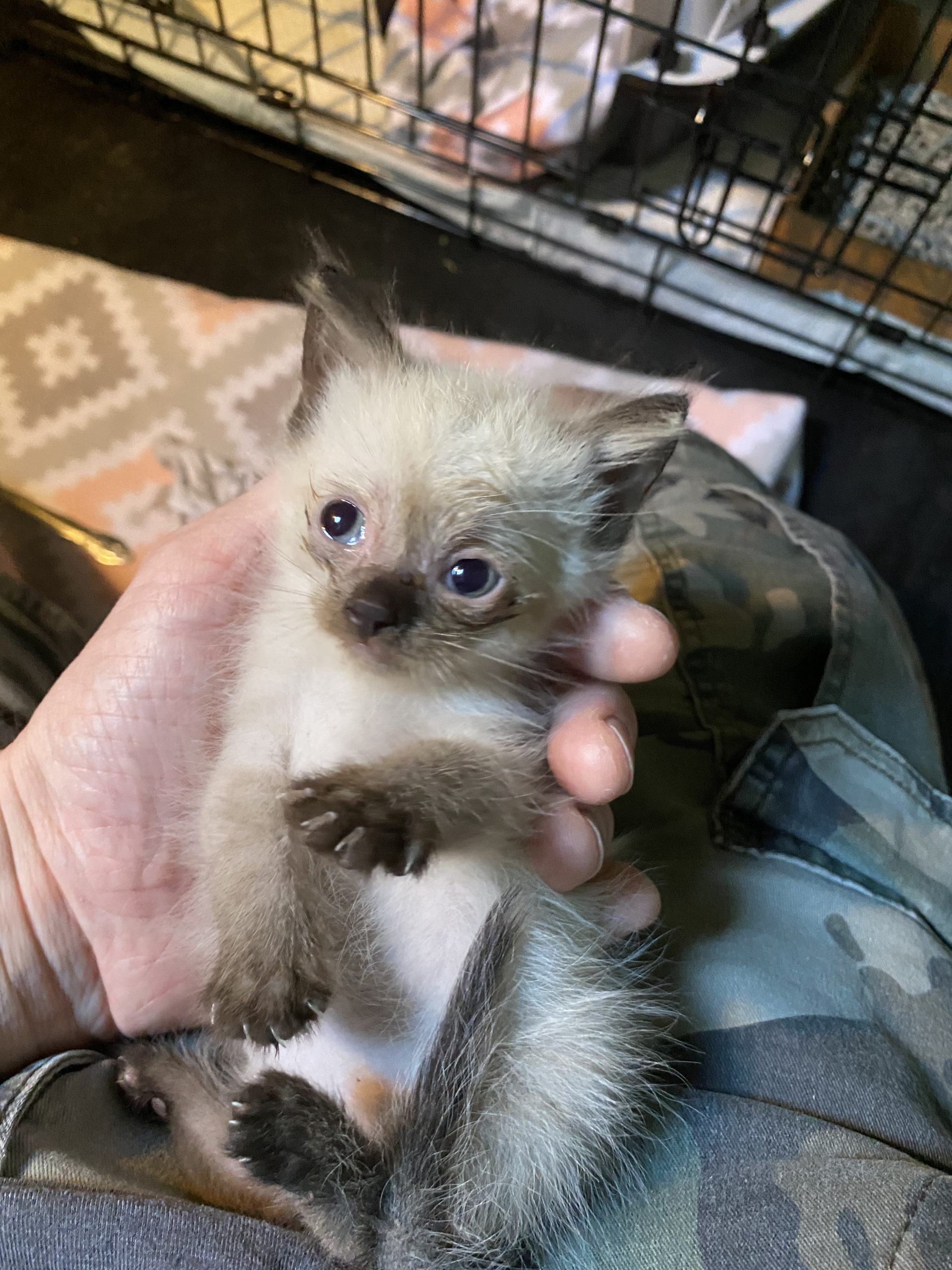 The Land Of The Stray Siamese Cats; An 8 Month Trapping Crusade ...