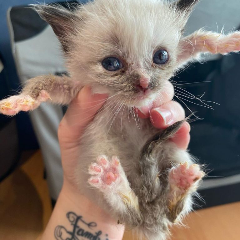 Miniature Kitten Finally Grows Into Her Superhero Personality - Cole ...