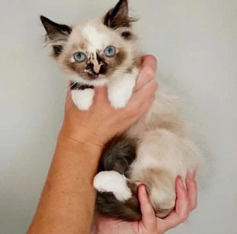 Miniature Kitten Finally Grows Into Her Superhero Personality - Cole ...