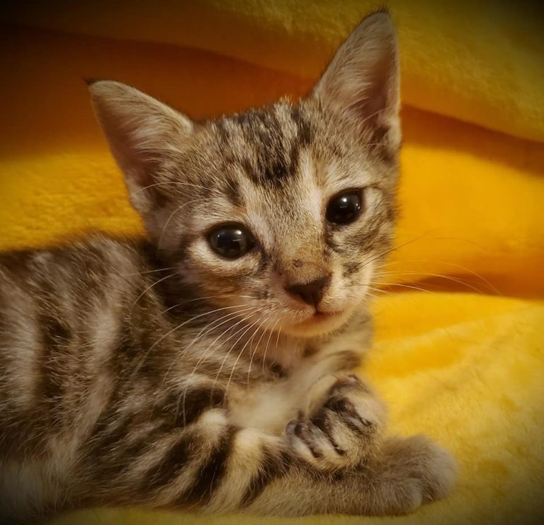 Miniature Kitten Swims To Shore After Finding Herself Fighting For Her ...