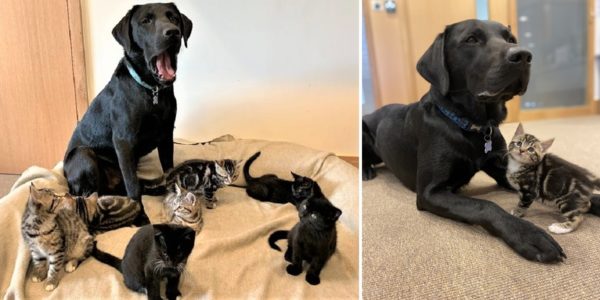Black Lab Bertie And His Kittens Are Winning Hearts Around The World ...