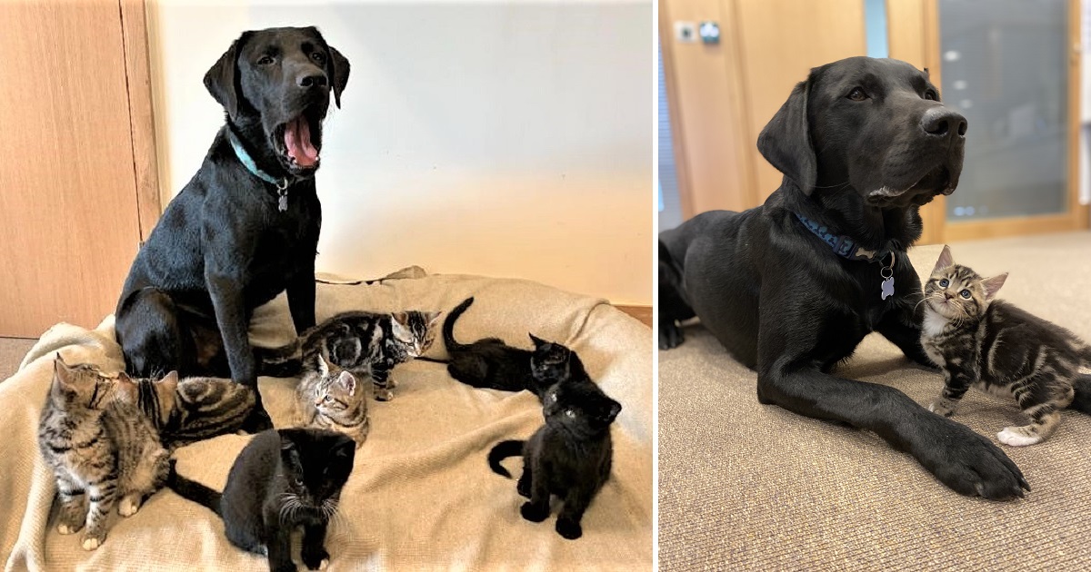 Black Lab Bertie And His Kittens Are Winning Hearts Around The World ...