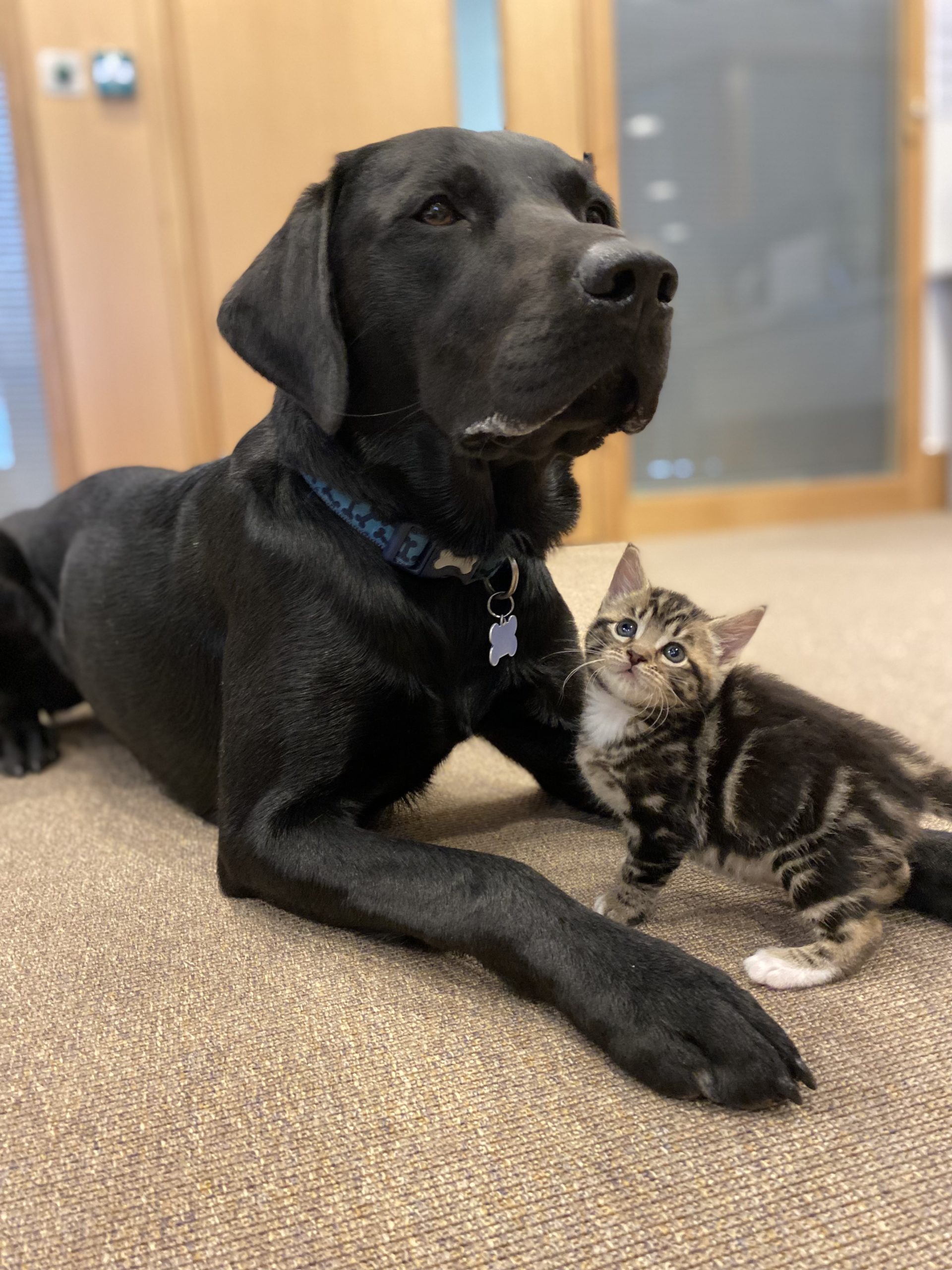 Black Lab Bertie And His Kittens Are Winning Hearts Around The World ...