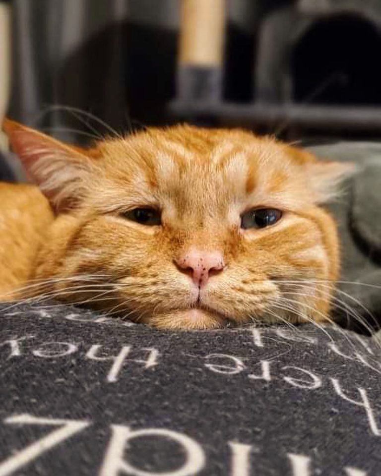 BenBen The 'Saddest Cat On The Internet' Has The Most Amazing Life Now ...