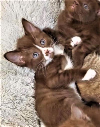 Charges Filed Against Two Women Who 'Catnapped' Rare Brown Kitten From ...