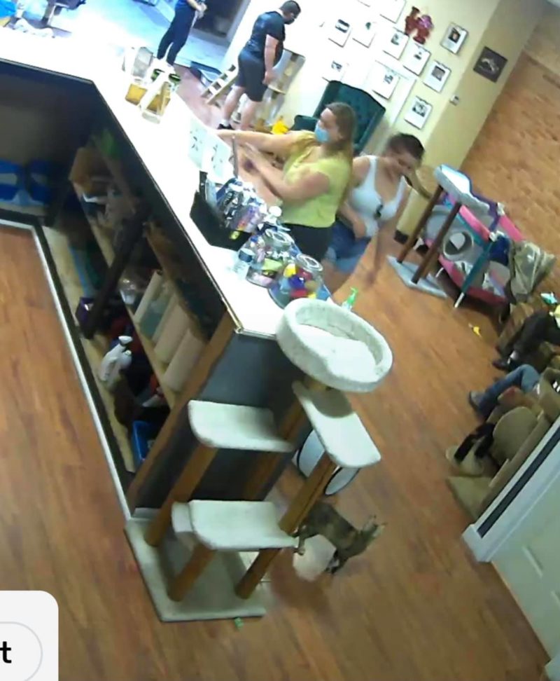 Charges Filed Against Two Women Who 'Catnapped' Rare Brown Kitten From ...