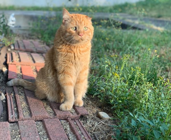 BenBen The 'Saddest Cat On The Internet' Has The Most Amazing Life Now ...