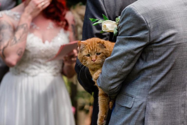 BenBen The 'Saddest Cat On The Internet' Has The Most Amazing Life Now ...