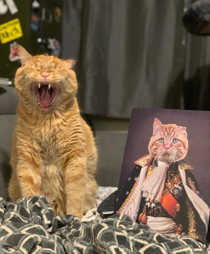 BenBen The 'Saddest Cat On The Internet' Has The Most Amazing Life Now ...