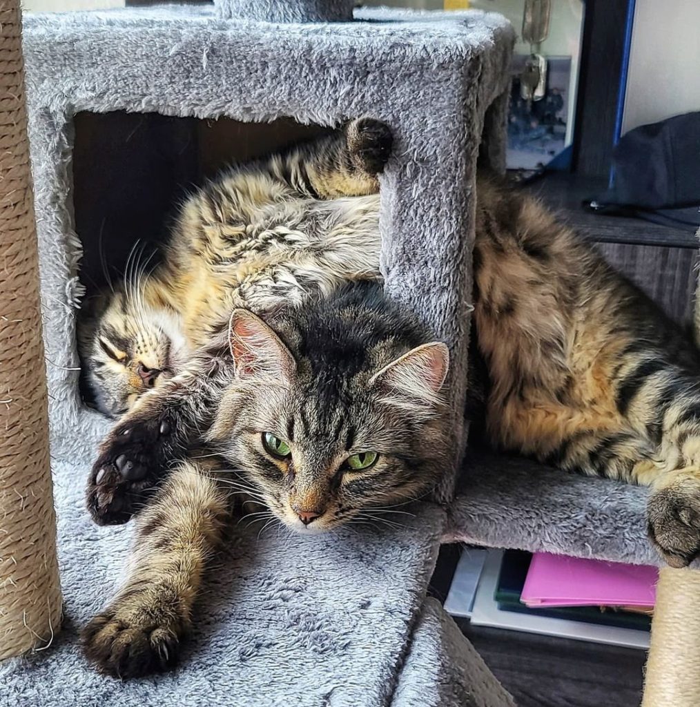 Adorable Mama Kitty Can't Stop Smiling When Kind Humans Step In To Help ...