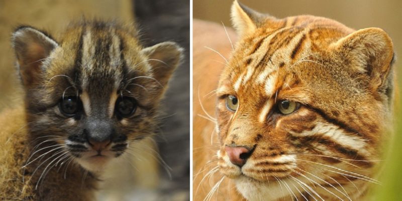 Elusive Asiatic Golden Cat Caught On Camera In Rare Sighting - Cole ...