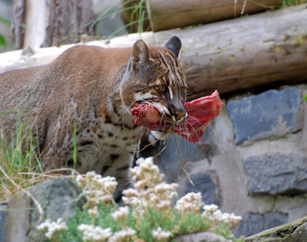 Elusive Asiatic Golden Cat Caught On Camera In Rare Sighting - Cole ...