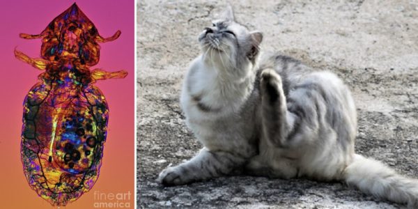 Cat Lice Are Icky And They Make Your Cat Itchy, But We've Got The Info ...