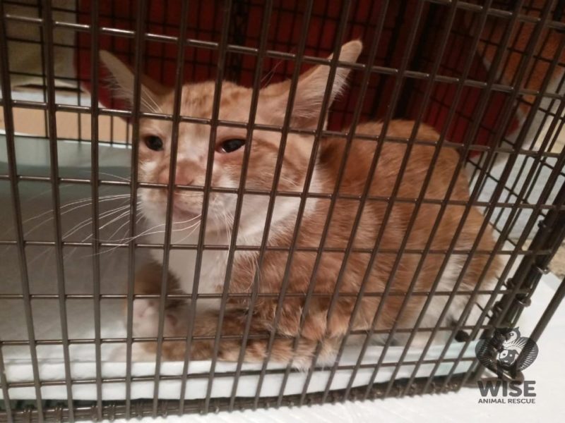 Horrific Hoarding Scene Shocked Rescuers; But They Found Light Within ...