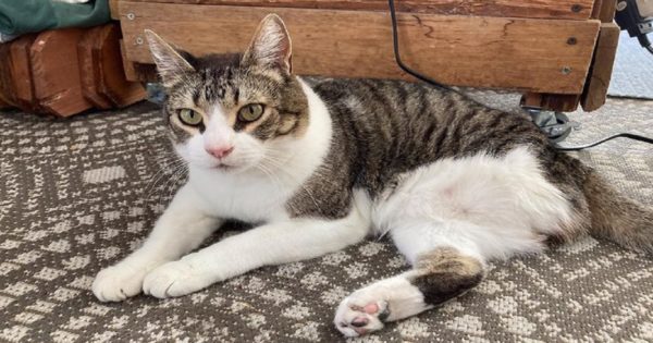 Social Media Star Ernie The Cat Gets Social Media Ban For A Hilarious ...