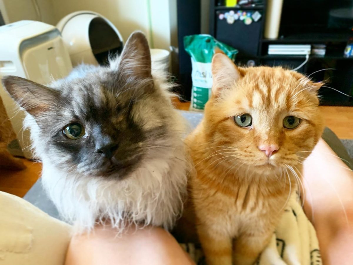 BenBen The 'Saddest Cat On The Internet' Has The Most Amazing Life Now ...