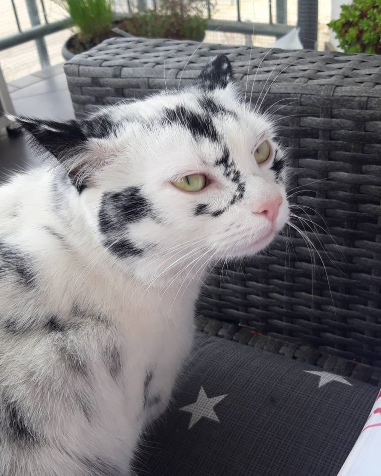 The Amazing (And Beautiful) Reasons Why Your Cat's Fur Can Change Color ...