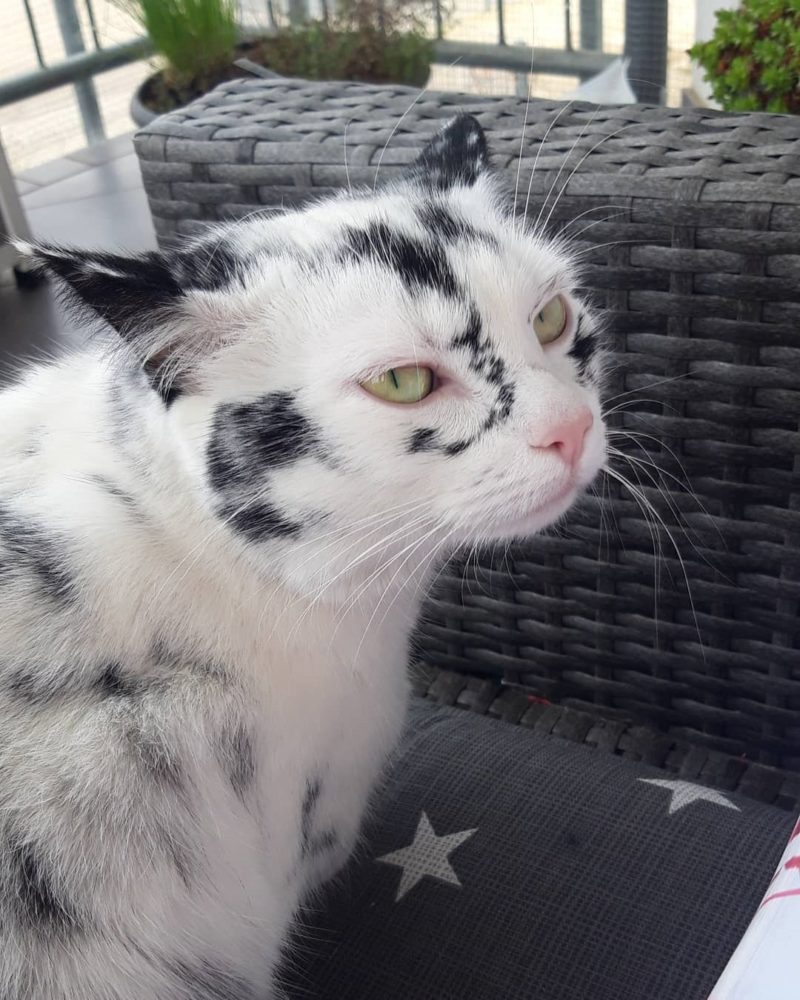 The Amazing (And Beautiful) Reasons Why Your Cat's Fur Can Change Color ...