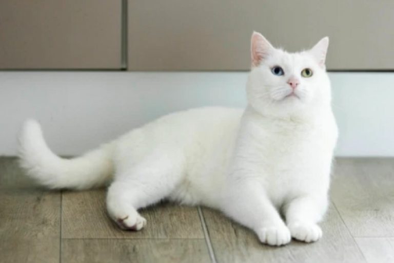 Minty Is A Three-Legged Cat Who Shares A Special Bond With The Boy That ...