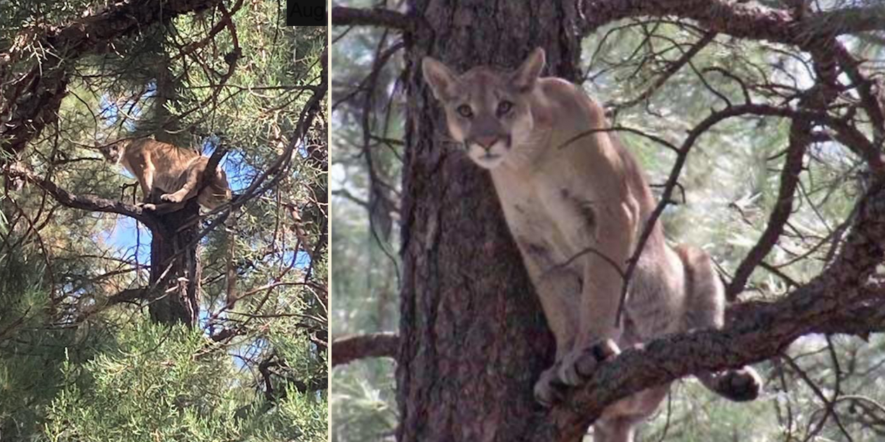 Arizona Man Looks Up, Sees a Massive Mountain Lion in Neighbor's Tree