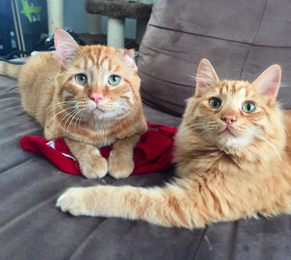 BenBen The 'Saddest Cat On The Internet' Has The Most Amazing Life Now ...