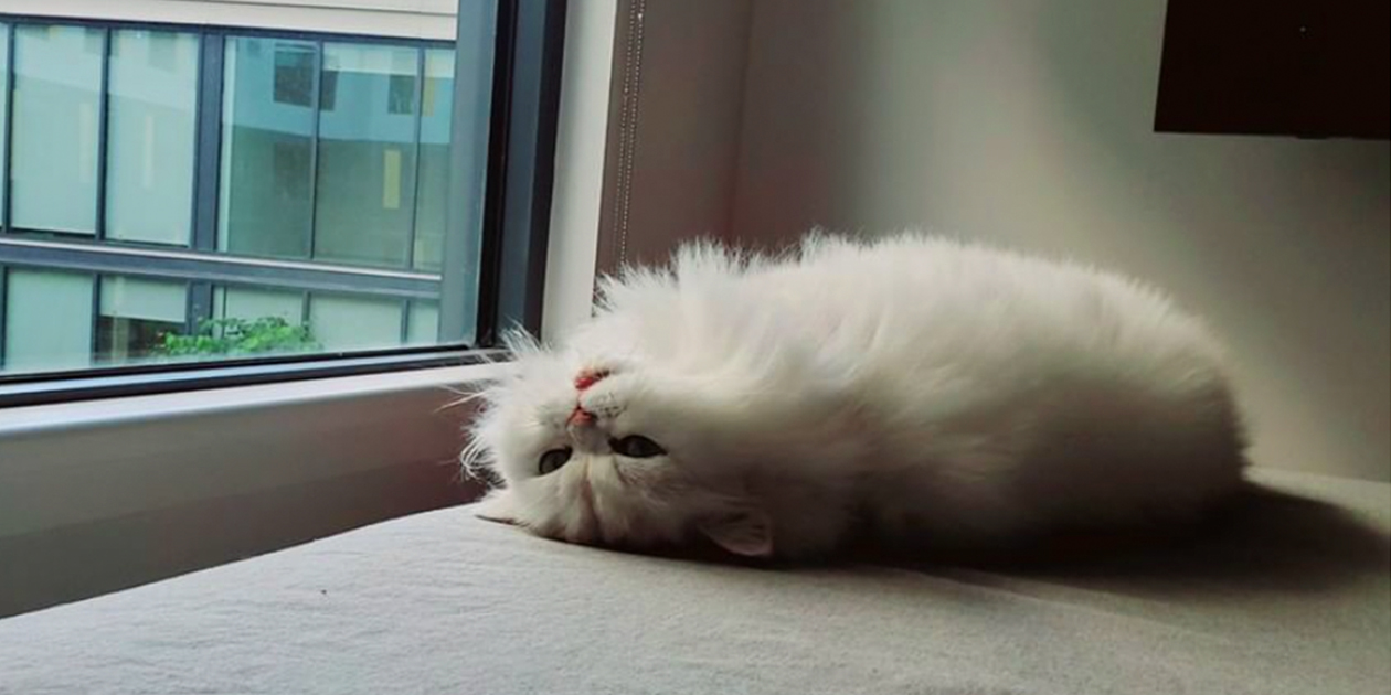 Rescuers Save Pasha After Her Guardians Declawed and Abandoned Her