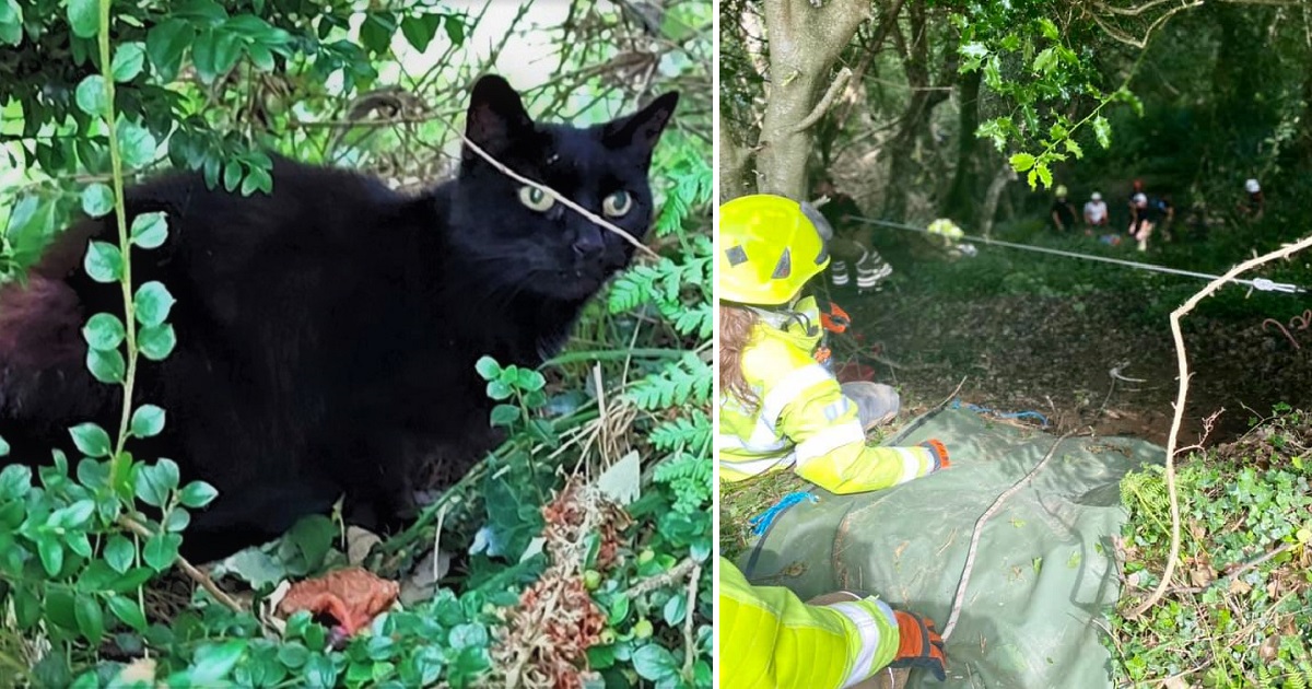 Hero Cats Cries Lead Rescuers To His Elderly Owner Who Fell Down 70 ...