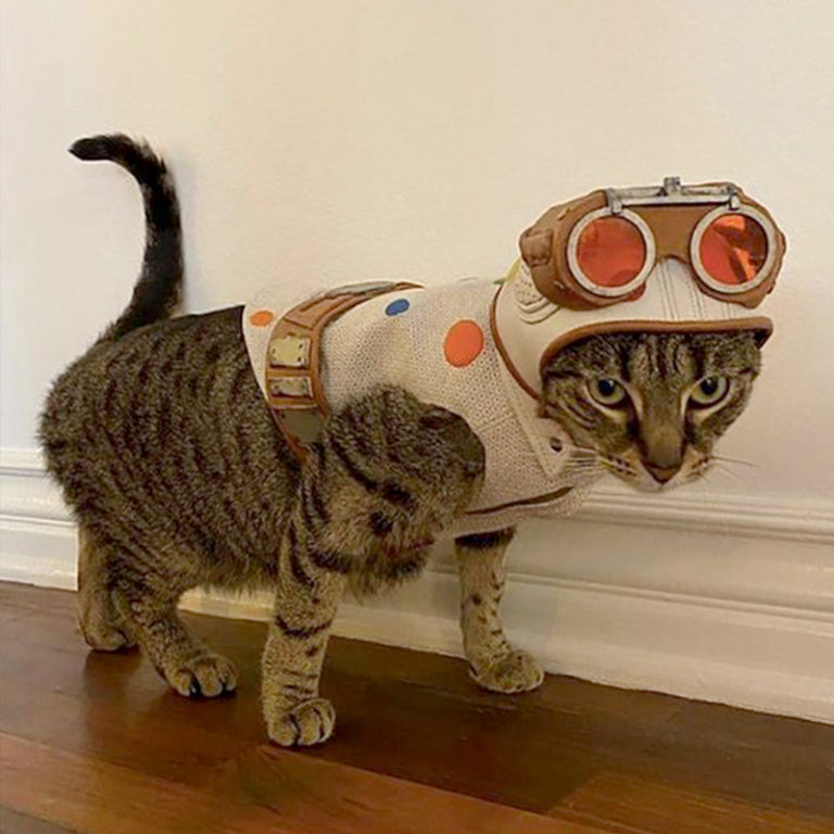 Cat Lovers & Superhero Fans Fall for Polka Dot Man and Polka Dot Cat