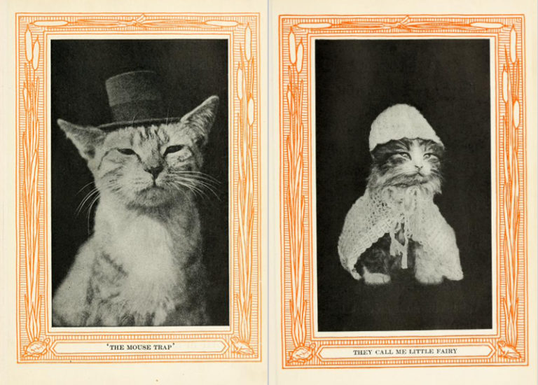 This 1911 Book Shows Cat Memes Predate the Internet over 70 Years