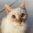 Rick James the Cat Shows How Felines Are Supremely Affectionate
