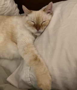 Rick James the Cat Shows How Felines Are Supremely Affectionate