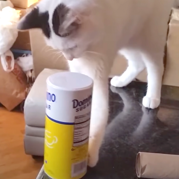 Do Cats Swat Things to the Floor to See Our Reaction?