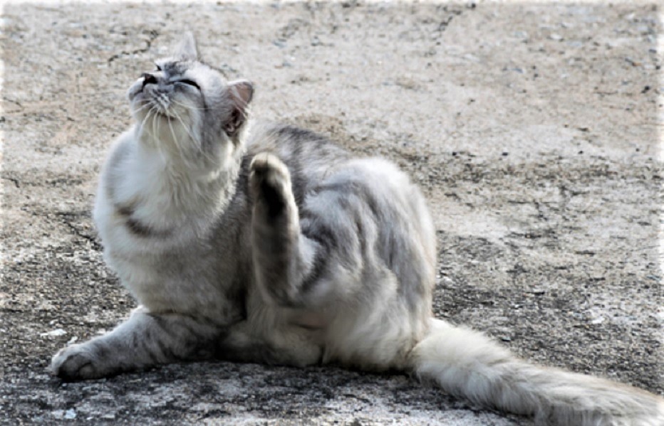 Cat Lice Are Icky And They Make Your Cat Itchy, But We've Got The Info ...