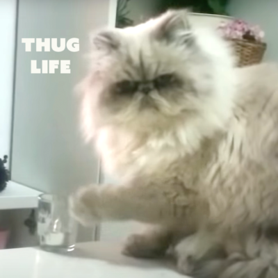 Do Cats Swat Things To The Floor To See Our Reaction