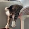 Tuck, A Sweet Kitty With Manx Syndrome Overcomes Adversity To Find His ...